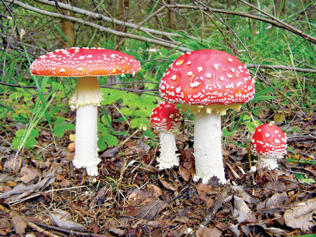 O grzybach inaczej: Ario-Słowianie i muchomory | Białczyński